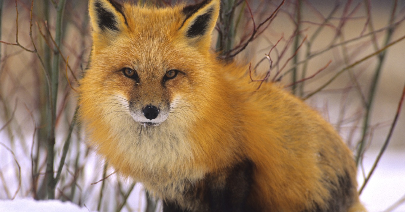 So clever und anpassungsfähig sind Füchse