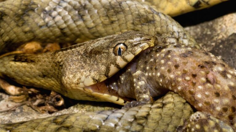 Wie verdauen Schlangen ihre Beute? - Welt der Wunder