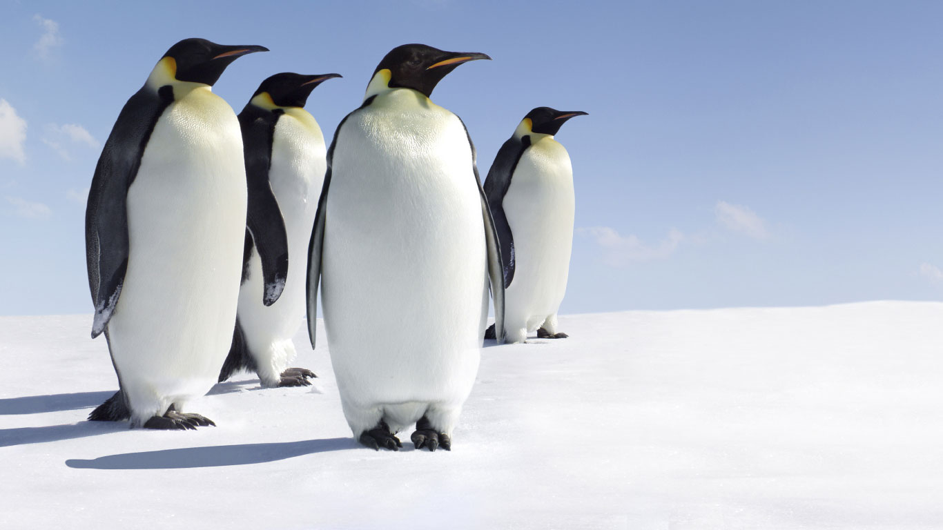 Anpassung Der Pinguine