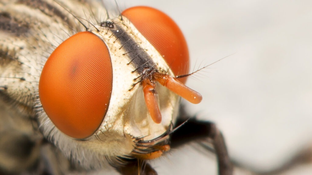 Die schönsten Insektenaugen: ganz nah an den kleinen Charakterköpfen