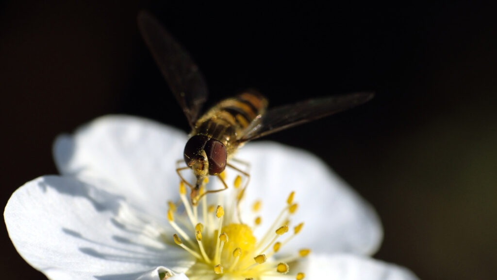 Die schönsten Insektenaugen: ganz nah an den kleinen Charakterköpfen