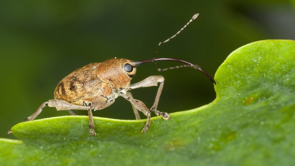 Die schönsten Insektenaugen: ganz nah an den kleinen Charakterköpfen