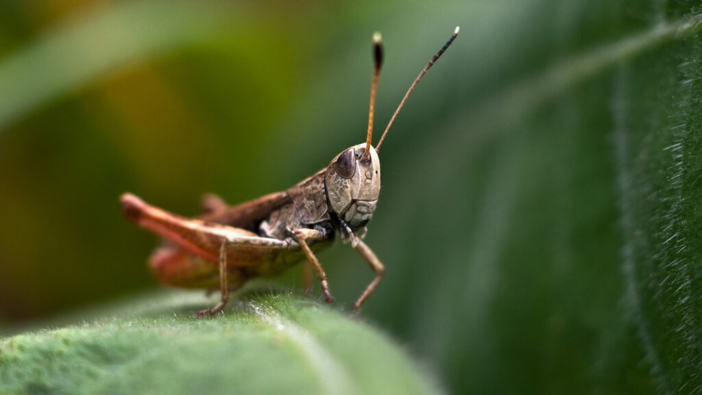 Die schönsten Insektenaugen: ganz nah an den kleinen Charakterköpfen