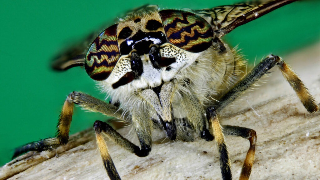 Die schönsten Insektenaugen: ganz nah an den kleinen Charakterköpfen