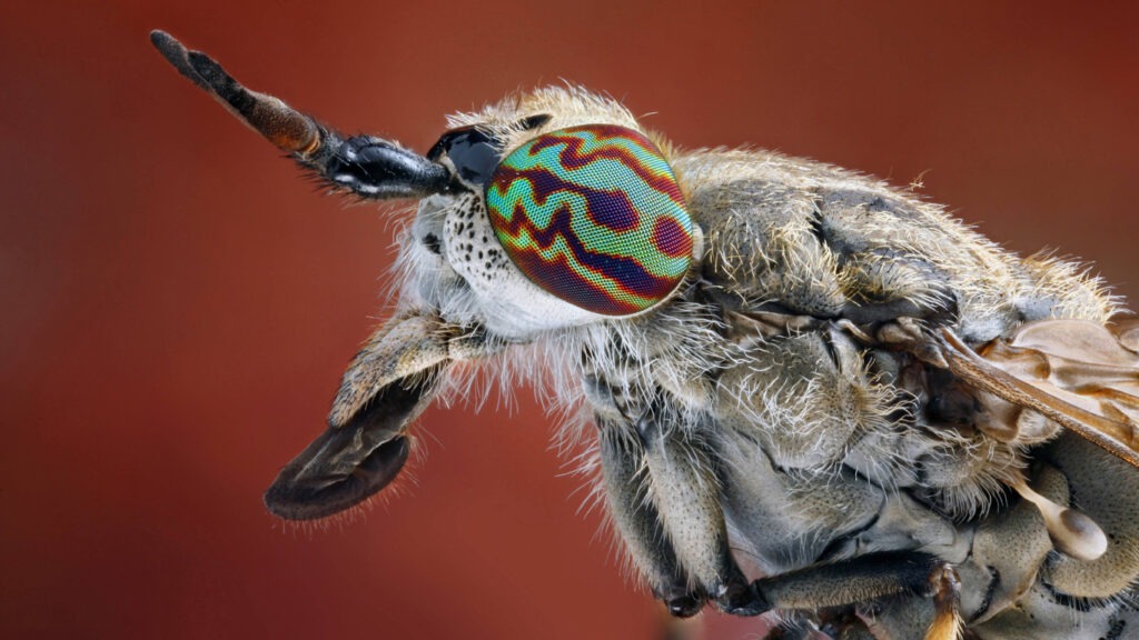 Die schönsten Insektenaugen: ganz nah an den kleinen Charakterköpfen