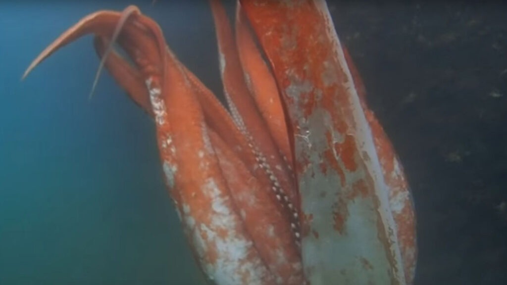 Riesenkalmare: das Geheimnis der Tiefseemonster - Welt der Wunder