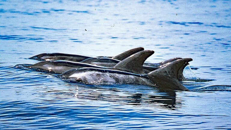 Spiegeltest belegt Intelligenz von Delfinen und anderen Tieren - Welt ...