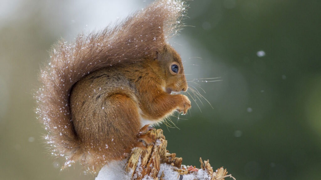 Achtung, niedlich! So kommen Winterschläfer über die kalten Monate ...