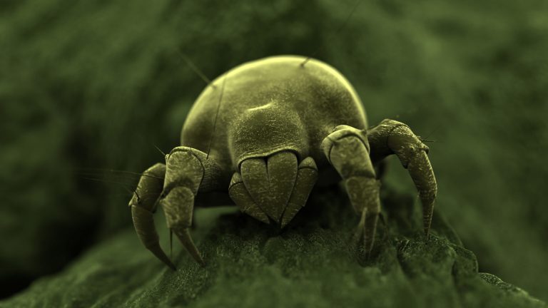 Milben: Wissenswertes über die kleinen Spinnentiere - Welt der Wunder