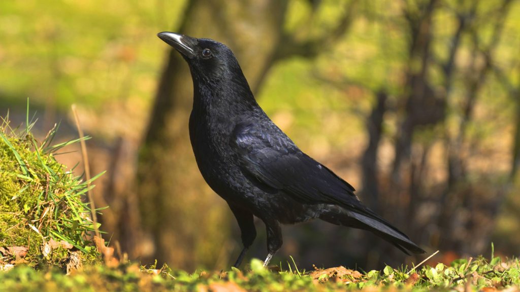Schwarze Todesboten: Warum haben Raben einen so schlechten Ruf? - Welt ...