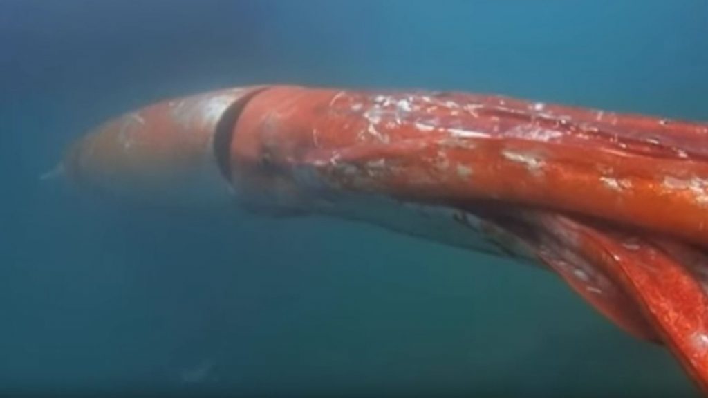 Riesenkalmare: Das Geheimnis der Tiefseemonster - Welt der Wunder