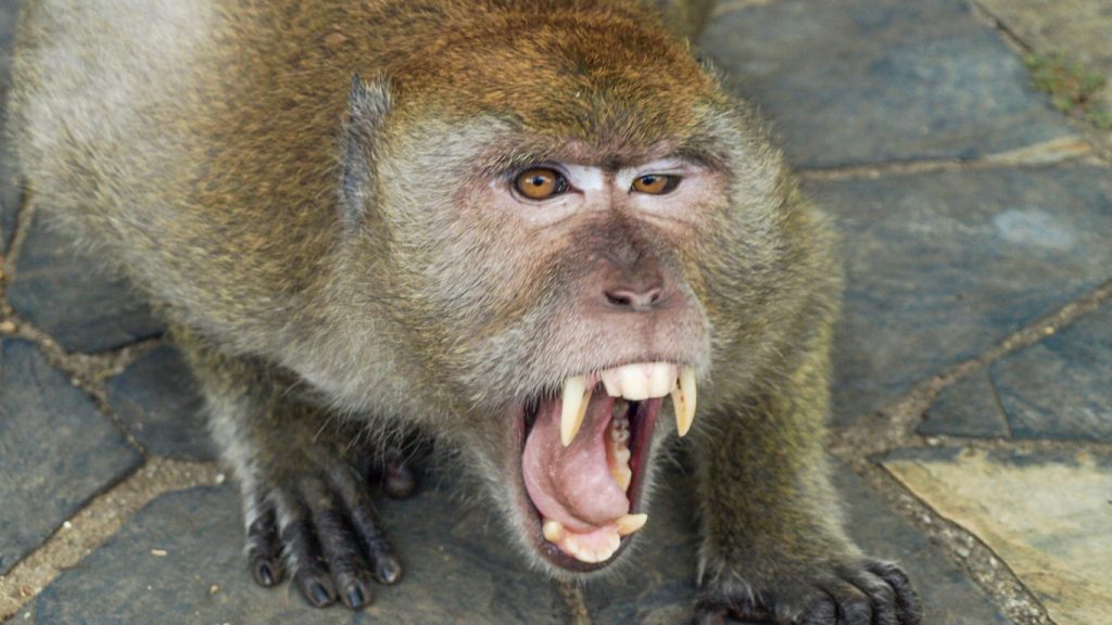 Wie überlebt man einen Affen-Überfall? - Welt der Wunder