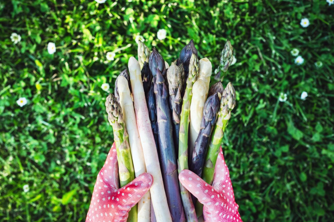 Spargelzeit: Was die weißen Asparagusstangen so beliebt macht