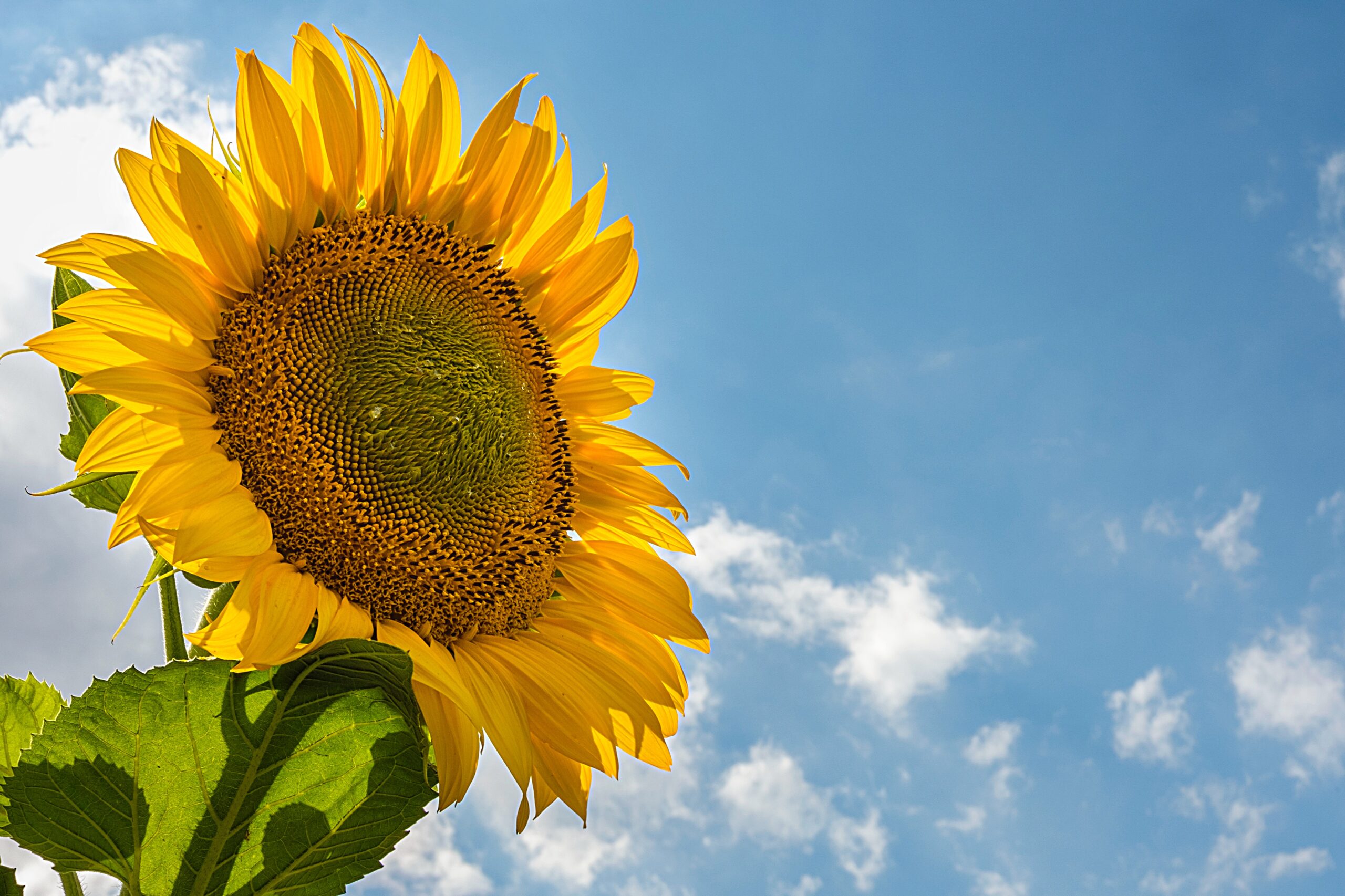 Sprache der Blumen – Bedeutungen von früher und heute