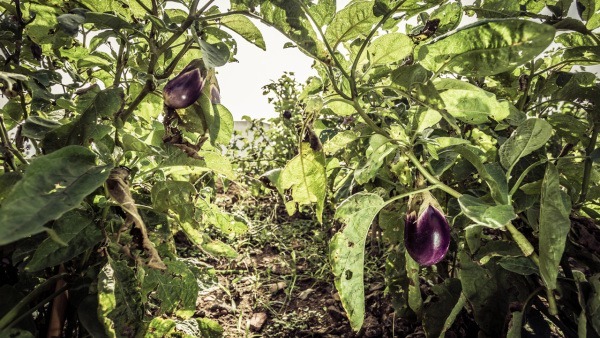 Wie wachsen eigentlich Erdnüsse und Mangos?
