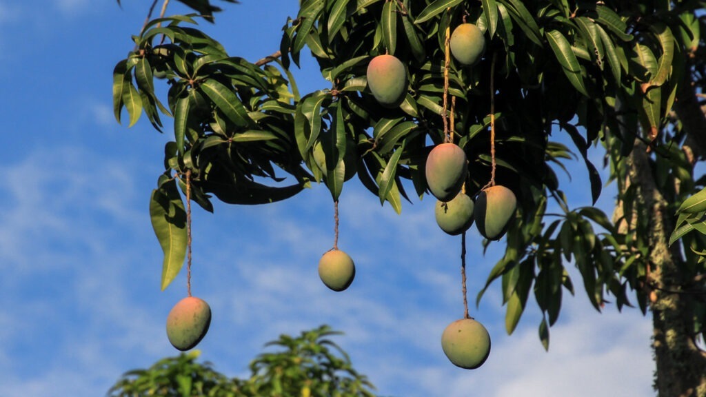 Wo Wachsen Mangos