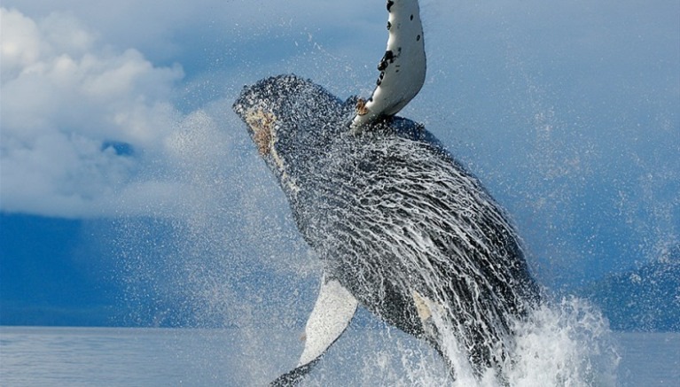 Wale, Könige der Meere