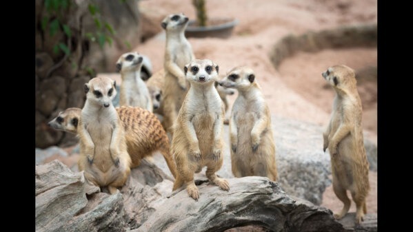 Die 12 niedlichsten Tier-Reiseziele - Welt der Wunder