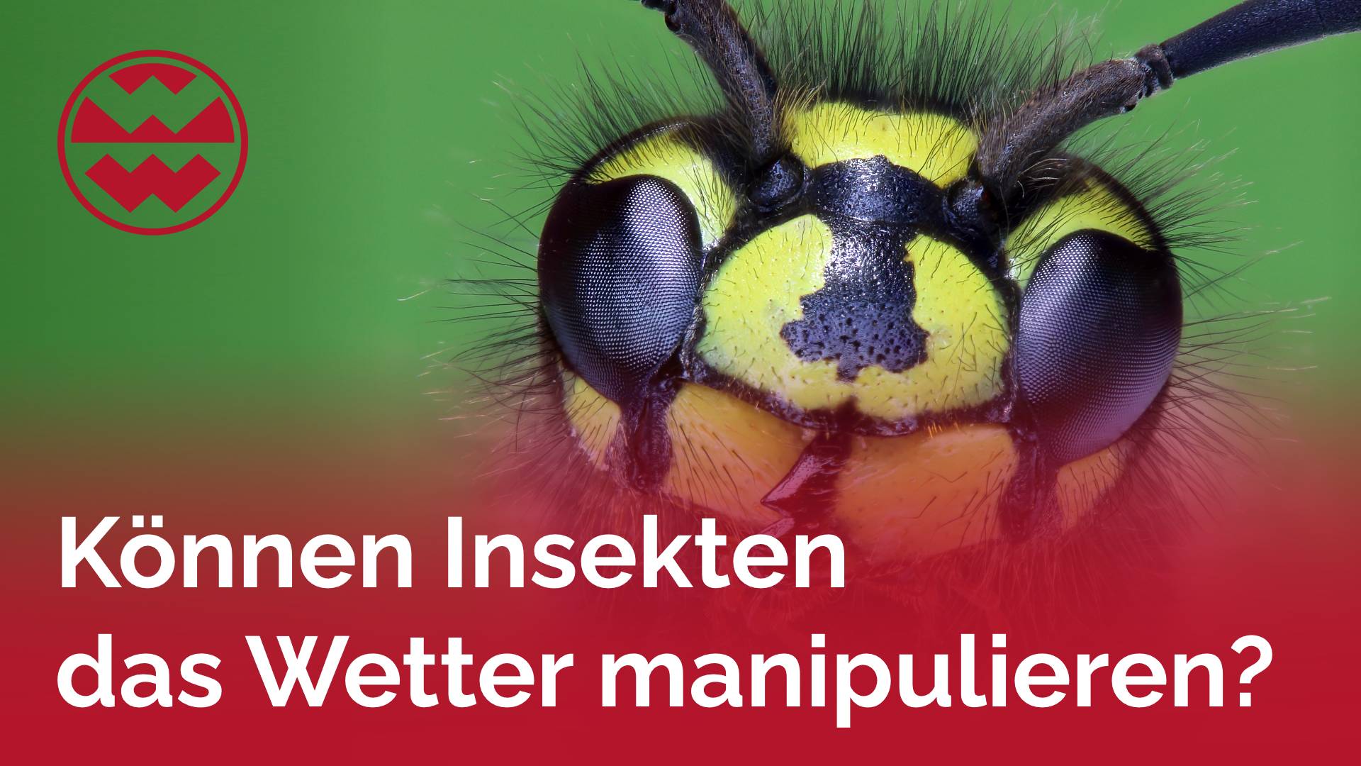 Können Insekten das Wetter manipulieren?